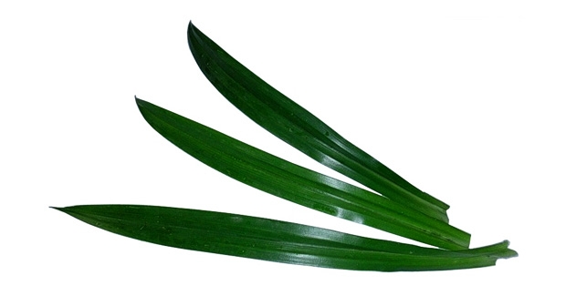 Pandan- Southeast Asian Ingredients