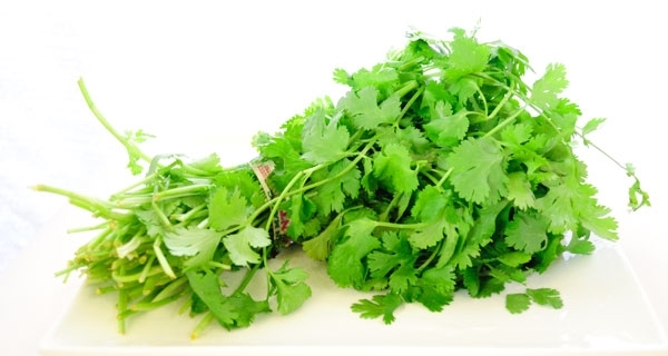 Cilantro a.k.a Coriander- The Love It or Hate It Herb